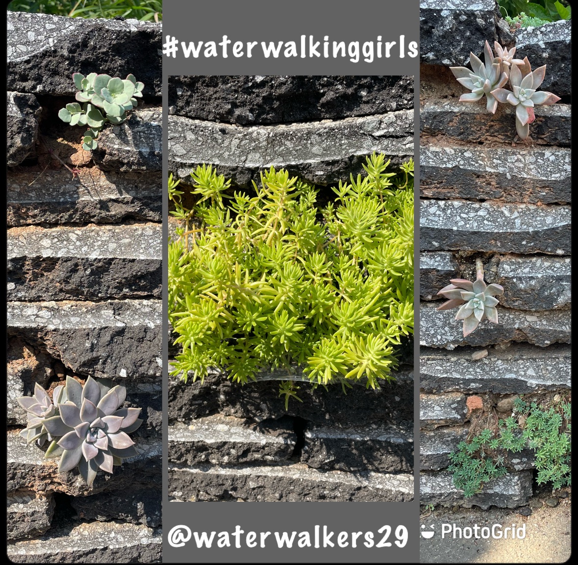 #waterwalkingwednesday #summer #waterwalkers29 | Water Walkers
